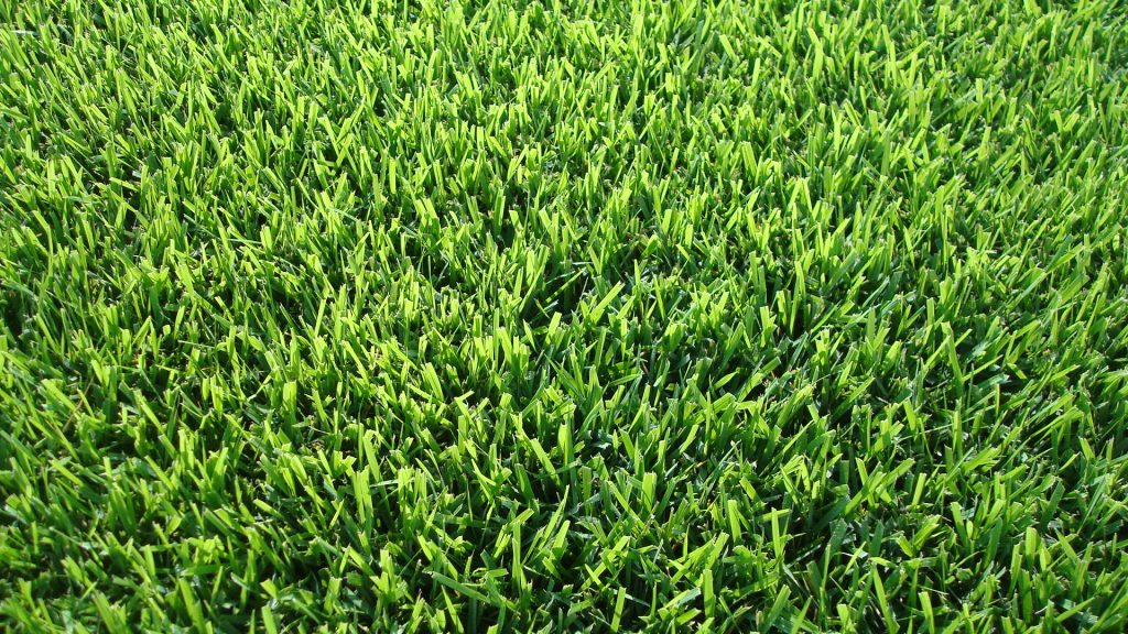 Sod grass for sale