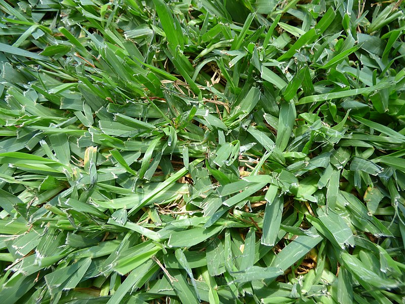 St-Augustine-Grass-Stenotaphrum_secundatum-4 | Landscaping Baton Rouge ...