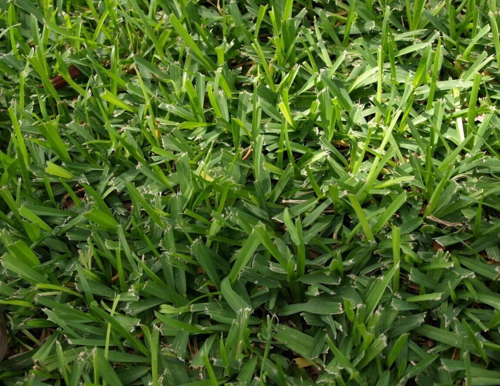 Landscaping Baton Rouge and Landscape Services in Baton Rouge - 225-304 ...